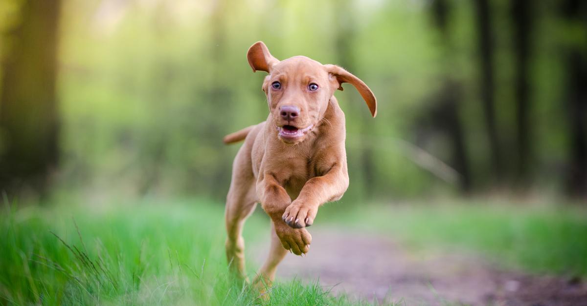 Wormel: Das Drama um den Ball